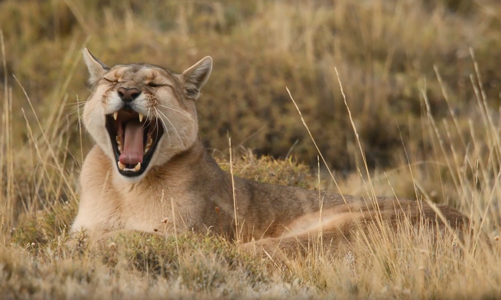 La traque du Puma - Horizons Nouveaux