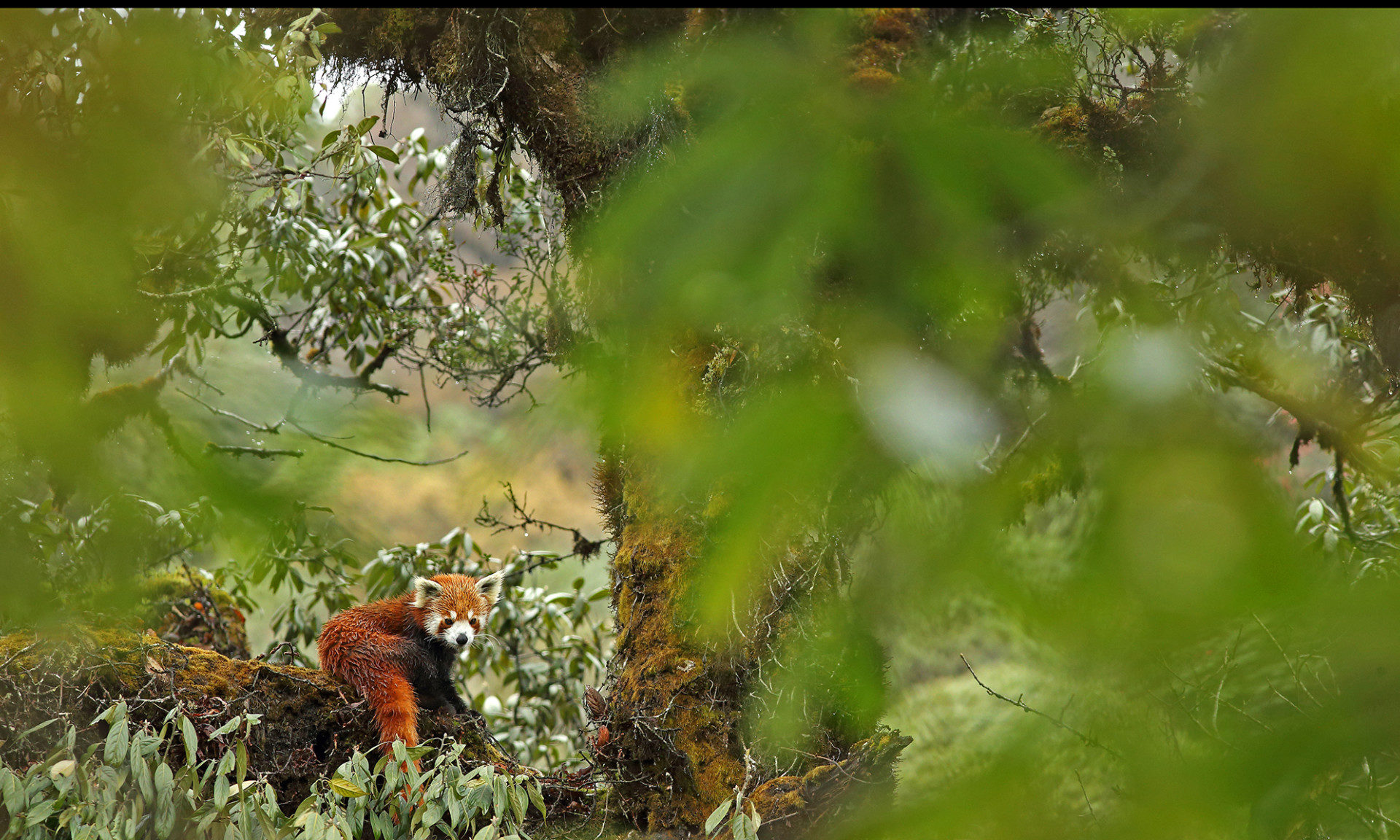 Sur les traces du Panda Roux - Horizons Nouveaux